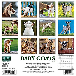 Baby Goats 2021 Wall Calendar
