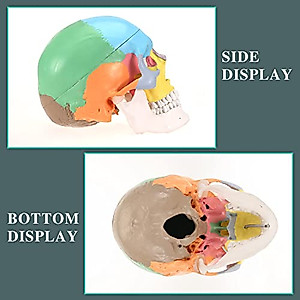 RONTEN Human Skull Anatomical Model, Painted Medical Skull 3-Part Removable Skull Cap and Moving Jaw, Display Model for Medical Student Human Anatomy Teaching and Studying