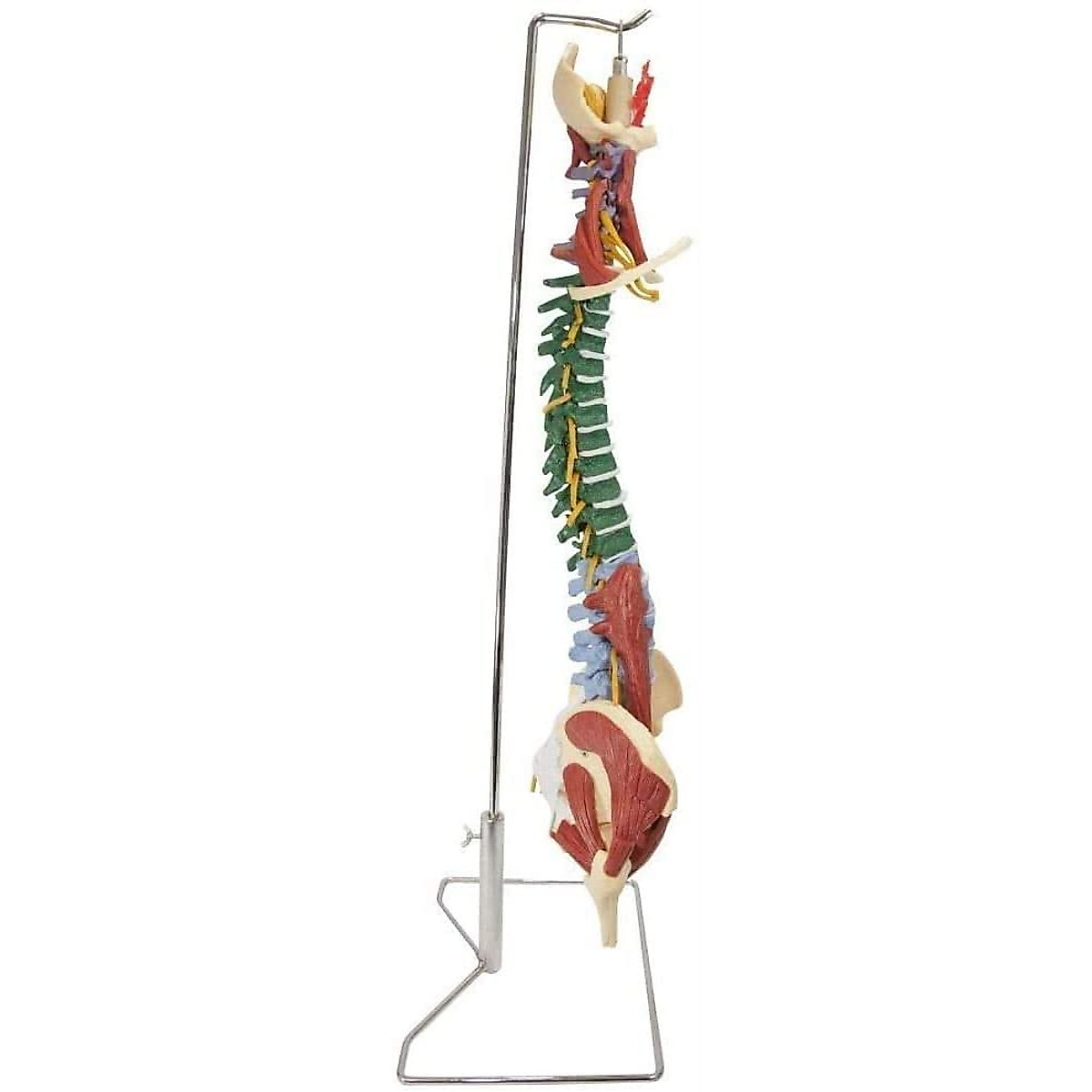 LHMYHHH Life Size Vertebral Column Model 85CM Anatomy Muscle Spine with Stand, with Spinal Nerves, Skull Base, and Pelvis for Teaching Tools
