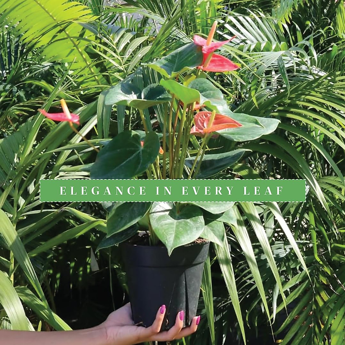 American Plant Exchange Anthurium Plant, 6-Inch Pot, Live Indoor Houseplant, Easy Care Flowering Houseplant, Home and Office Décor, Red Flowers