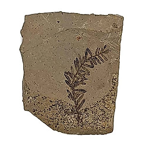 The Geode Mine Genuine Fossilized Leaf from The Metasequoia Tree (Dawn Redwood)