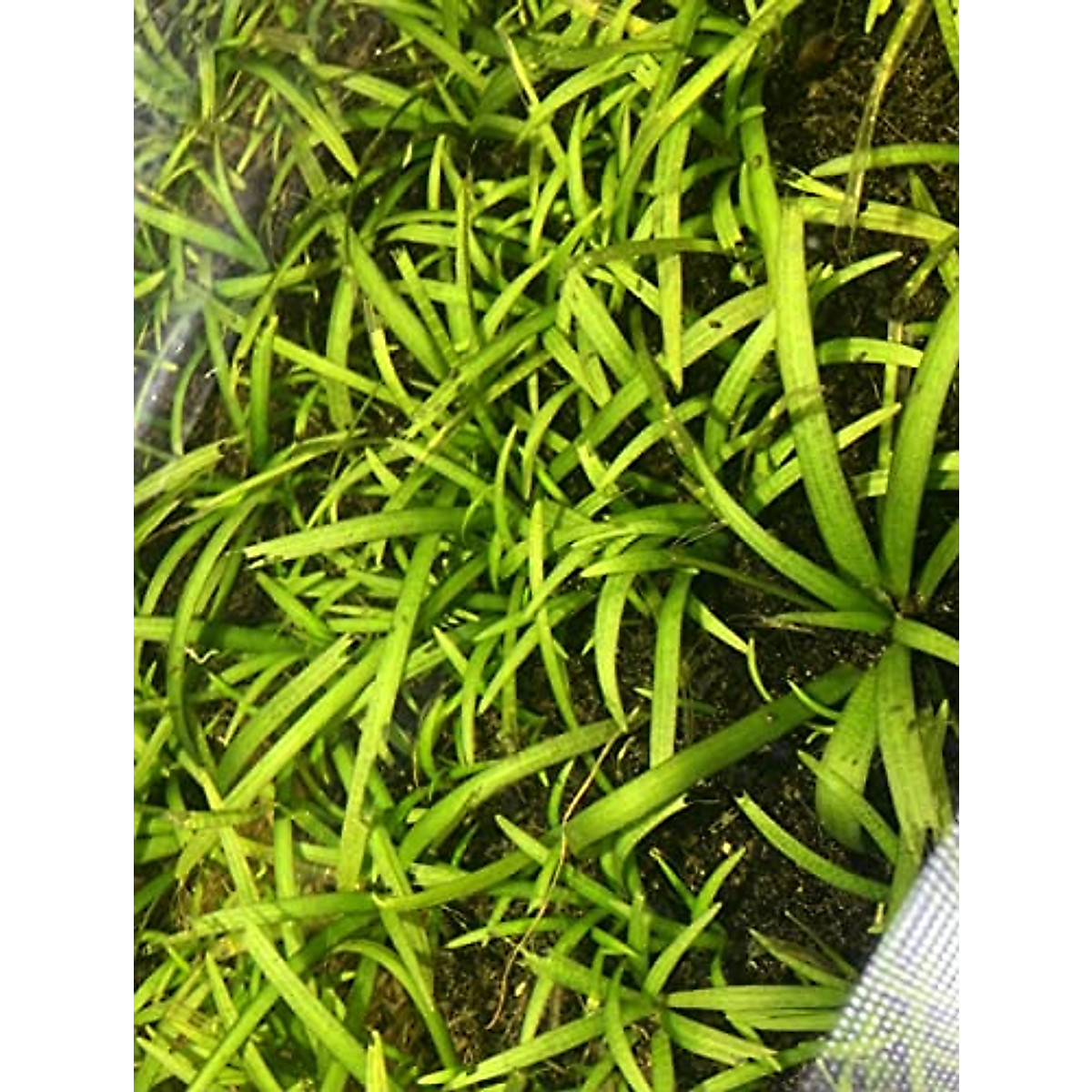 15x Dwarf Sagittaria Subulata Dwarf Sag Live Aquarium Plants Aquatic Carpet Plant Buy 2 GET 1FREE