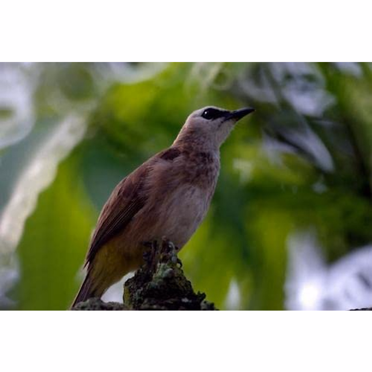 500MM HIGH Definition TELEPHOTO Zoom Lens for Canon DSLR Cameras T3 T3I T4 T5 T6 T7 SL1 SL2 SL3 D80 D1100 D1300 FITS All Canon EOS Rebel DSLR Cameras