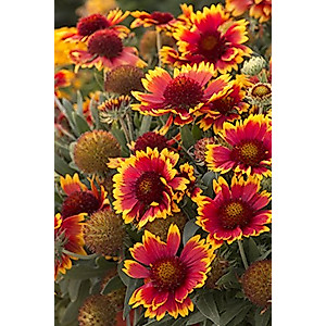 "Blanketflower" Common Gaillardia Indian Perennial Flower Seeds, 500+ Premium Heirloom Seed, (Gaillardia Aristata), 95% Germination, (Isla's Garden Seeds), Non GMO Seeds, Great Flower Garden Gift
