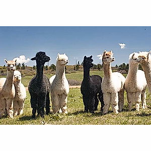 Alpaca Home | Solid Throw Blanket 100% Baby Alpaca Wool (Timeless Teal)