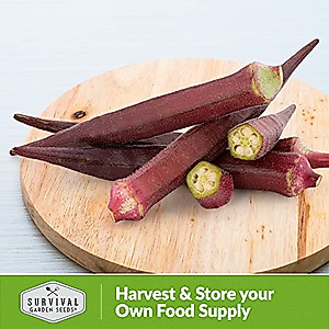 Survival Garden Seeds - Red Burgundy Okra Seed for Planting - Packet with Instructions to Plant and Grow Tender Burgundy Okra Pods in Your Home Vegetable Garden - Non-GMO Heirloom Variety