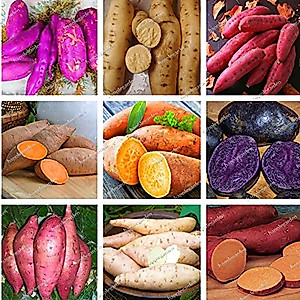 Dichondra Fresh 100pcs Sweet Potato Vegetables Seeds for Planting Orange