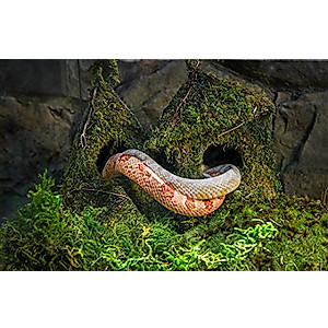 Galápagos (05248) Sheets of Real Moss, 8-Quart, Natural,Green