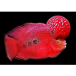 OKIKO Flowerhorn Fish Food Cichlid Quick Red Mark Head Up Huncher Platinum and Color Faster Set 3 of XL Pellets 3.5 oz 100g