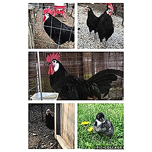 White Face Black Spanish Fertile Chicken Hatching Eggs, Fertile Eggs