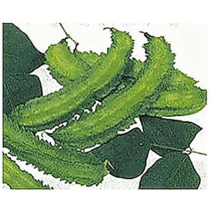 Winged Bean Seeds - Almost All Parts of The Plant are Edible. Once Considered The Food That Could Feed The Planet