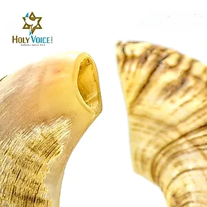 Holy Voice Yemeni Shofar Horn from Israel - Yemeni 24"-26" Shofar with Shofar Stand, Carrying Bag, Brush, Anti-Odor Spray – Made in Israel.