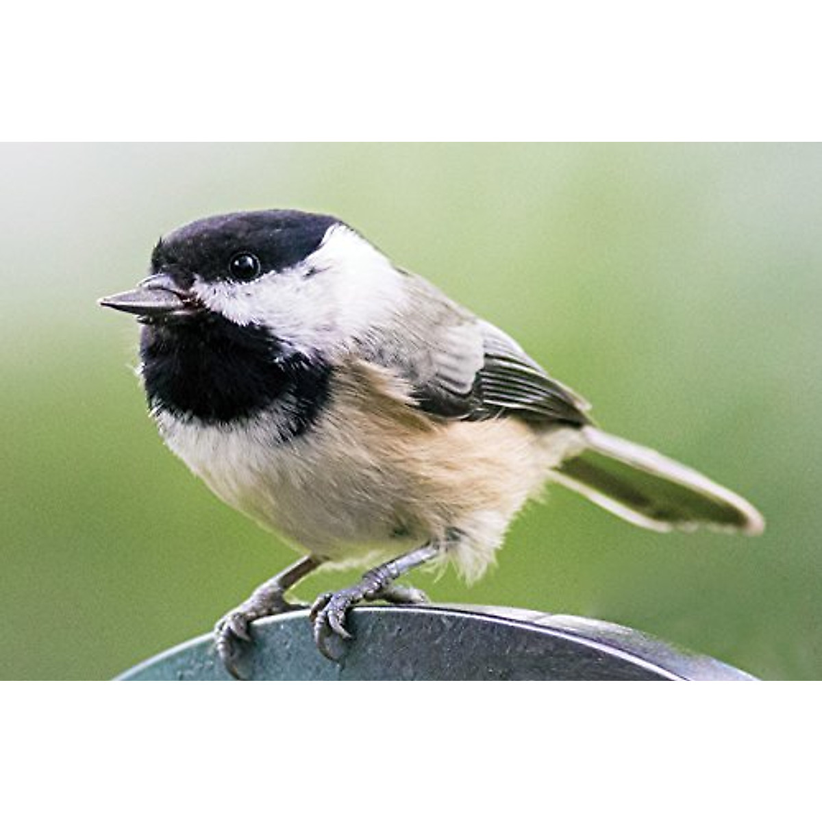 Audubon Park 12261 Black Oil Sunflower Seed Wild Bird Food, 10-Pounds