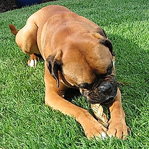 Pawstruck 5" Braided Bully Sticks for Dog (10 Pack), Pet Food Natural Bulk Dog Dental Treats & Healthy Chews, Beef Flavor, Chemical Free, 5 inch Best Low Odor Pizzle Stix