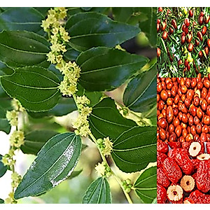 MySeeds.Co - BIG PACK Seeds Big Pack Survival Flower Fruit Garden Seeds, Exotic Rare Non-GMO and Heirloom Variety Limited Quantity, You Choose The Color (Jujube)