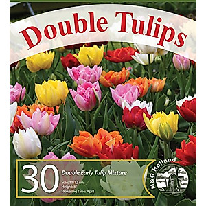 Double Tulip Mixture- 30 Perennial Tulip Bulbs