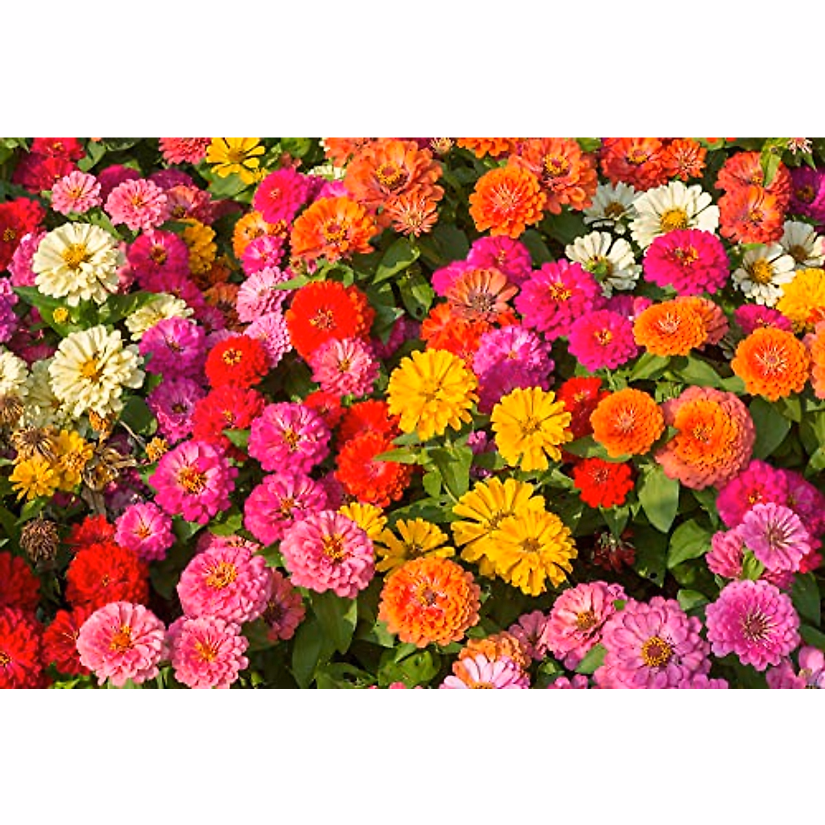"California Giant Mix" Zinnia Seeds for Planting, 200+ Flower Seeds Per Packet, (Isla's Garden Seeds), Non GMO & Heirloom Seeds, Botanical Name: Zinnia elegans, Great Home Garden Gift