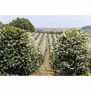 Minas Espresso – Benedito Espresso – Dark Roast Ground Coffee Single Origin Imported Brazilian Coffee – Direct Trade – 12oz Bag