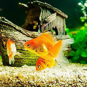 Boniosz Coarse Golden Sand Stones, 2.5lb Succulent and Cactus Bonsai Rocks Small Decorative Pebbles for Terrariums, Fairy Gardening, Top Dressing, and Houseplants