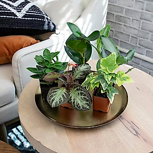 Altman Plants Live Houseplants (6PK), Indoor Plants for Delivery Prime, Live Plants and Gardening Gifts for Plant Lovers, Planters for Indoor Plants with Potting Soil, Live House Plants Indoors Live