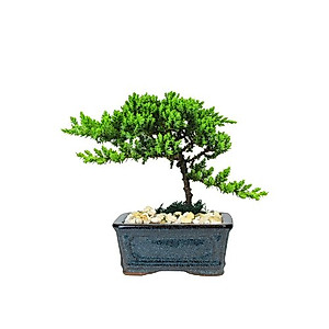 Eve's Petite Japanese Juniper Bonsai Tree, 4 Years Old, Planted in 5 Inch Ceramic Container