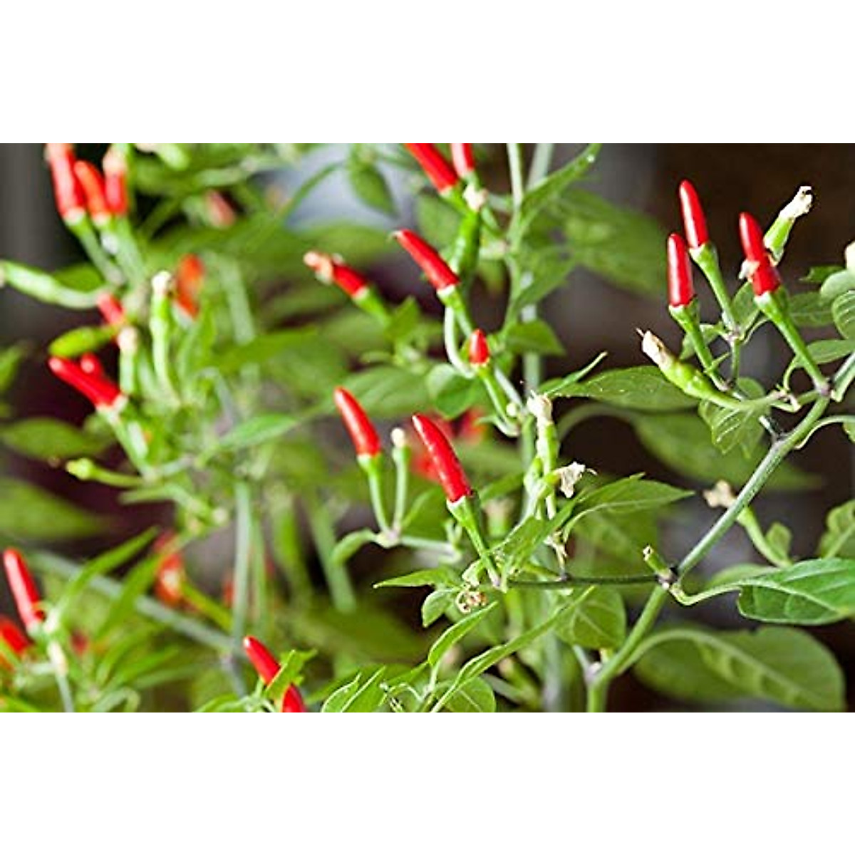 Small Thai Chili Hot Pepper Seeds - Hot Heirloom Chili from Thailand(25 - Seeds)