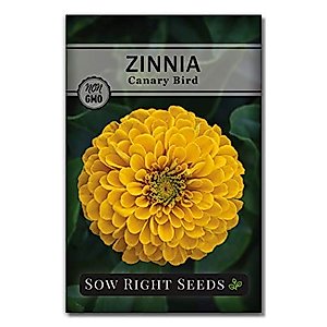 Sow Right Seeds Canary Bird Zinnia Seeds - Full Instructions for Planting, Beautiful to Plant in Your Flower Garden; Non-GMO Heirloom Seeds; Wonderful Gardening Gifts (1)