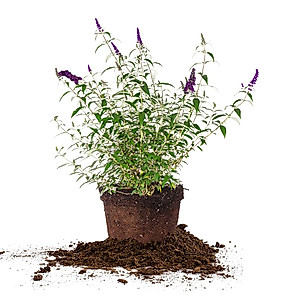 PERFECT PLANTS Black Knight Butterfly Shrub 3 Gallon | Live Bush for Outdoor Planting | Attracting Pollinators Like Butterflies, Bees, and Hummingbirds | Beautiful Dark Purple Flowers in Summer