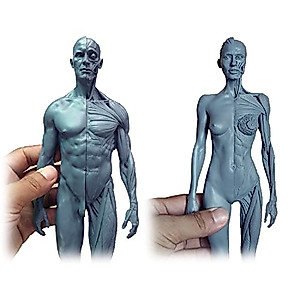 12 inch Resin Human Anatomical Anatomy Skull Head Body Model Muscle Bone Model Male and Female (Grey)