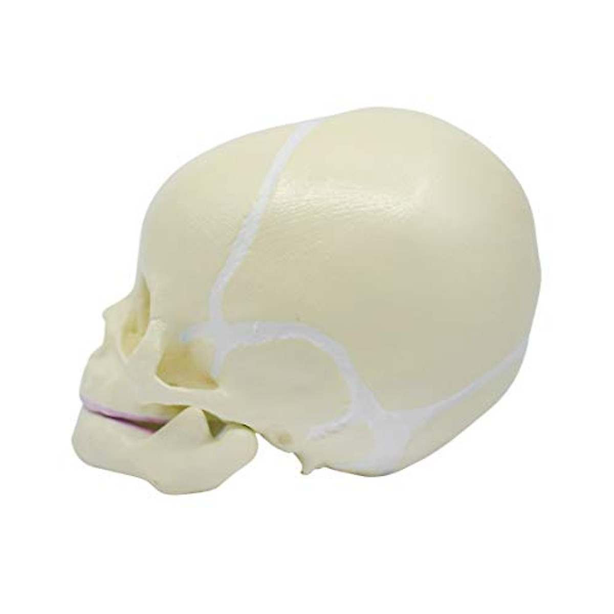 Human Fetus (Infant) Skull Anatomical Model, Life Sized, Hand Painted