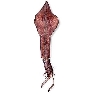 Carolina's Perfect Solution Squid, 12"+, Double Injection, Bulk Bag