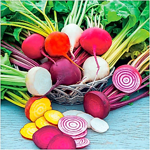 Seed Needs, 1,500+ Rainbow Beet Seed Mixture - 8 Variety Heirloom Mix (Beta vulgaris) Bulk Non-GMO