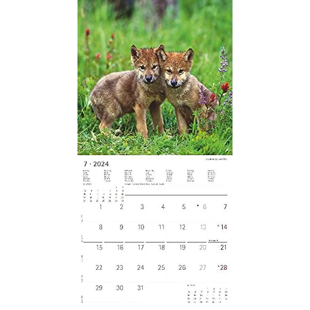 Wolves 2024 Brochure Calendar 30 x 30 cm (30 x 60 Open) Calendar with Space for Notes Wolves Picture Calendar Wall Planner Alpha Edition