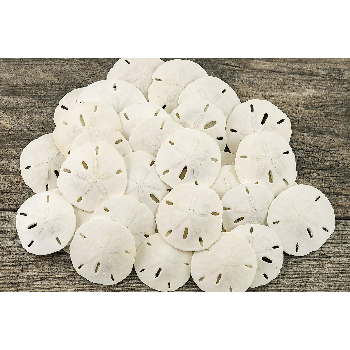 Sand Dollar | Real Sand Dollars 1 1/2" to 2" (Set of 30) | Seashell Wedding | Sand Dollars for Crafts | Plus Free Nautical eBook by Joseph Rains