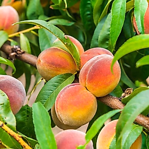 CHUXAY GARDEN Contender Peach Tree Seed 5 Seeds Edible Fresh Sweet Fruit Non-GMO Dwarf Peach Trees High Yield Flourishing