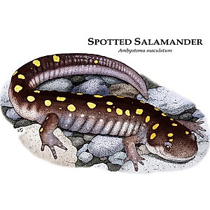 CafePress Spotted Salamander Mug Ceramic Coffee Mug, Tea Cup 11 oz