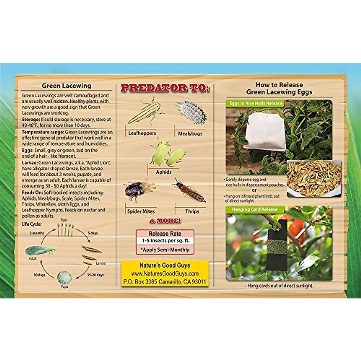 Green Lacewing 5000 Eggs - Good Bugs