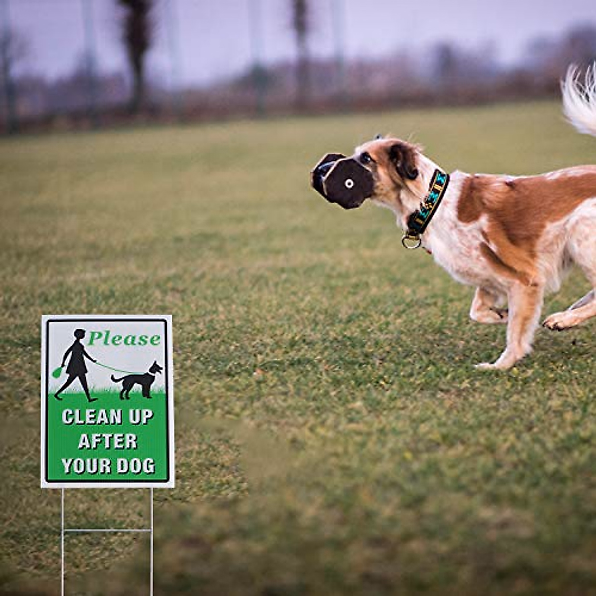 Please Clean Up After Your Dog 2 Pack, 12" x 9" Yard Sign with Metal Wire H-Stakes Included, No Pooping Dog Lawn Signs Double Sided