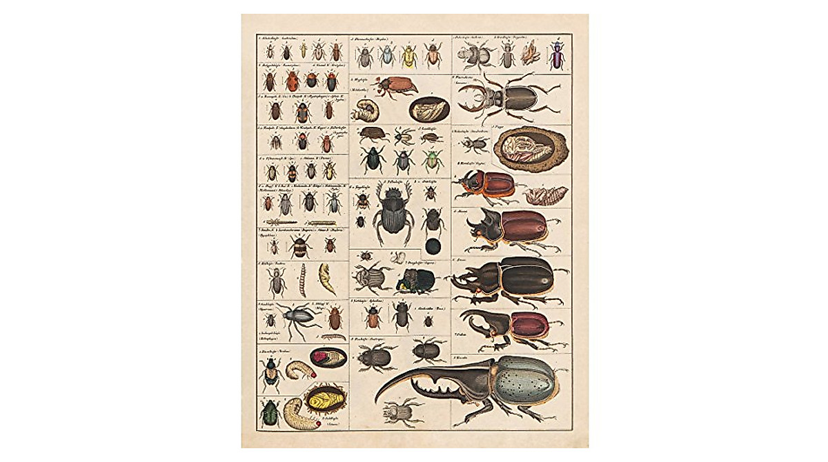 Vintage Insects Collection Poster - Educational & Wall Decor