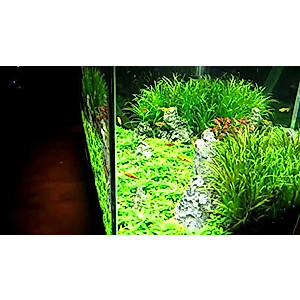 Finnex Fugeray Planted Aquarium LED Light Plus Moonlights, 45.5 - 48"