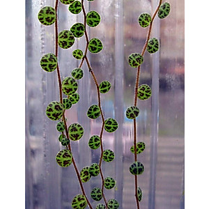 String of Hearts/Turtles/Peace Sign/Cross - Peperomia prostrata- 2.5" Pot