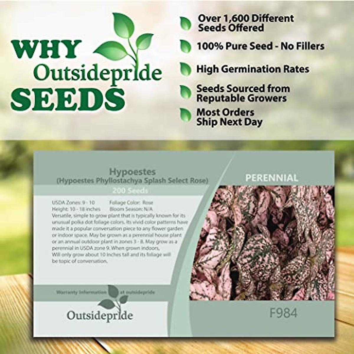 Outsidepride Hypoestes Splash Rose Polka Dot Container or Bedding Plant for Shade Gardens - 400 Seeds