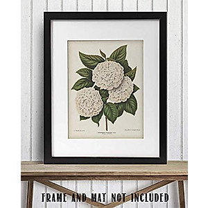 Vintage Japanese Snowball Flower Illustration - Classic Botanical Poster, Home and Graden Decoration, Cottagecore Room Decor, Vintage Flower Wall Display Gift, 11x14 Unframed Art Print Poster