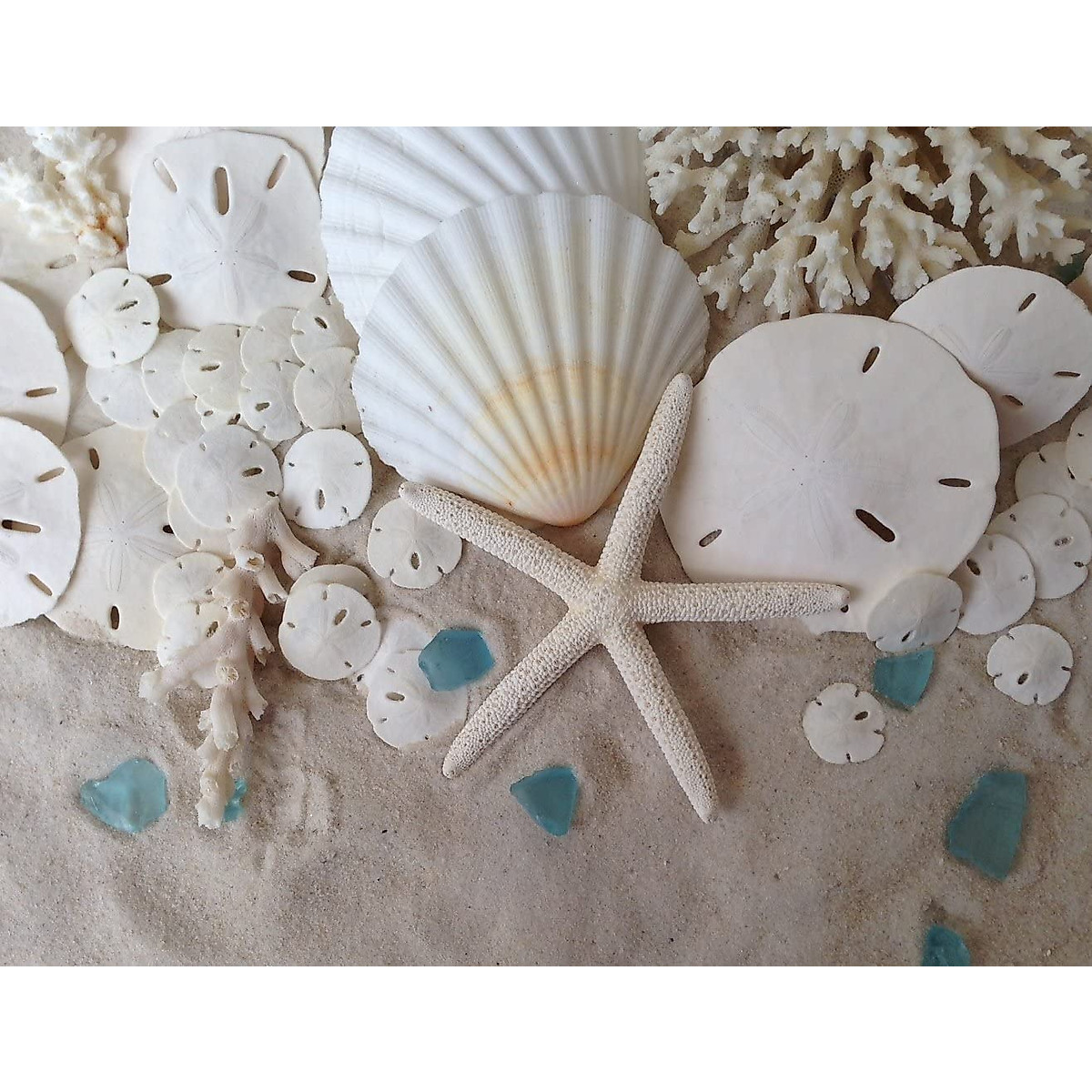 Tumbler Home White Sand Dollars 2" to 2.25" Set of 24 - Wedding Seashell Craft Sand Dollars- Hand Picked and Professionally Packed