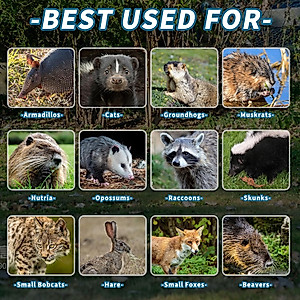 𝐚𝐧𝐢𝐦𝐚𝐥 𝐭𝐫𝐚𝐩 2 Packer Outdoor Spring Trap Easy Set Weather-Resistant Outdoor Durable Reusable Trap Solid Metal Outdoor Trap for Home & Yard & Garden… (5in - 2 Packer)