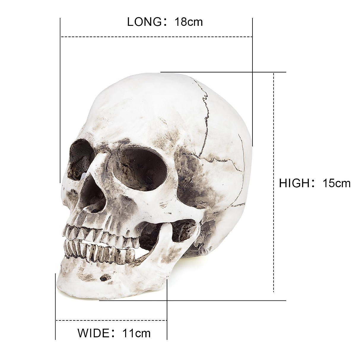 Aries Outlets Retro Human Skull Replica Resin Anatomical Model Medical Lifesize Realistic 1:1