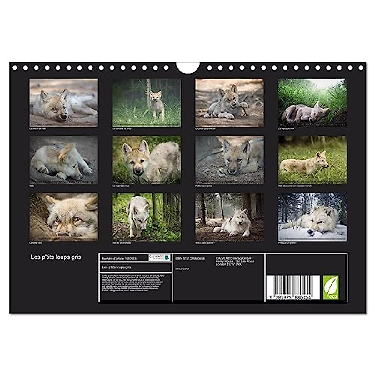 The little grey wolves (Wall Calendar 2024 DIN A4 Landscape), CALVENDO 12 Month Wall Calendar