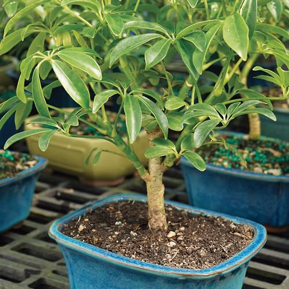 Brussel's Live Dwarf Hawaiian Umbrella Indoor Bonsai Tree - 4 Years Old; 8" to 12" Tall with Decorative Container, Humidity Tray & Deco Rock