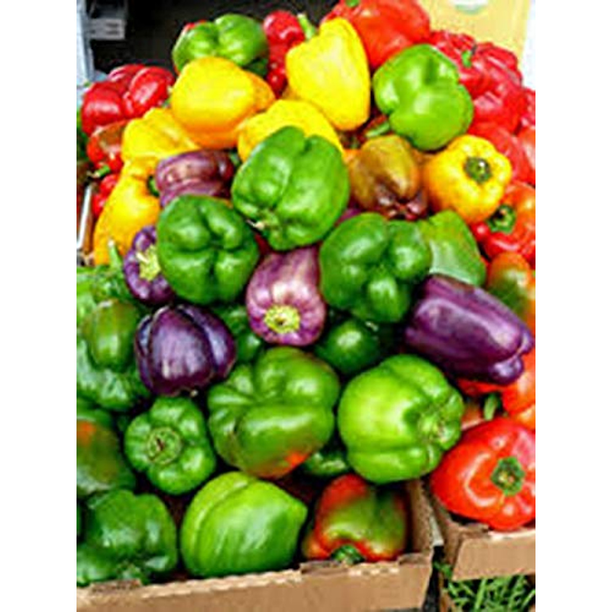 Bell Pepper, California Wonder Pepper Seeds, Heirloom, 25 Seeds, Delicious Large Peppers