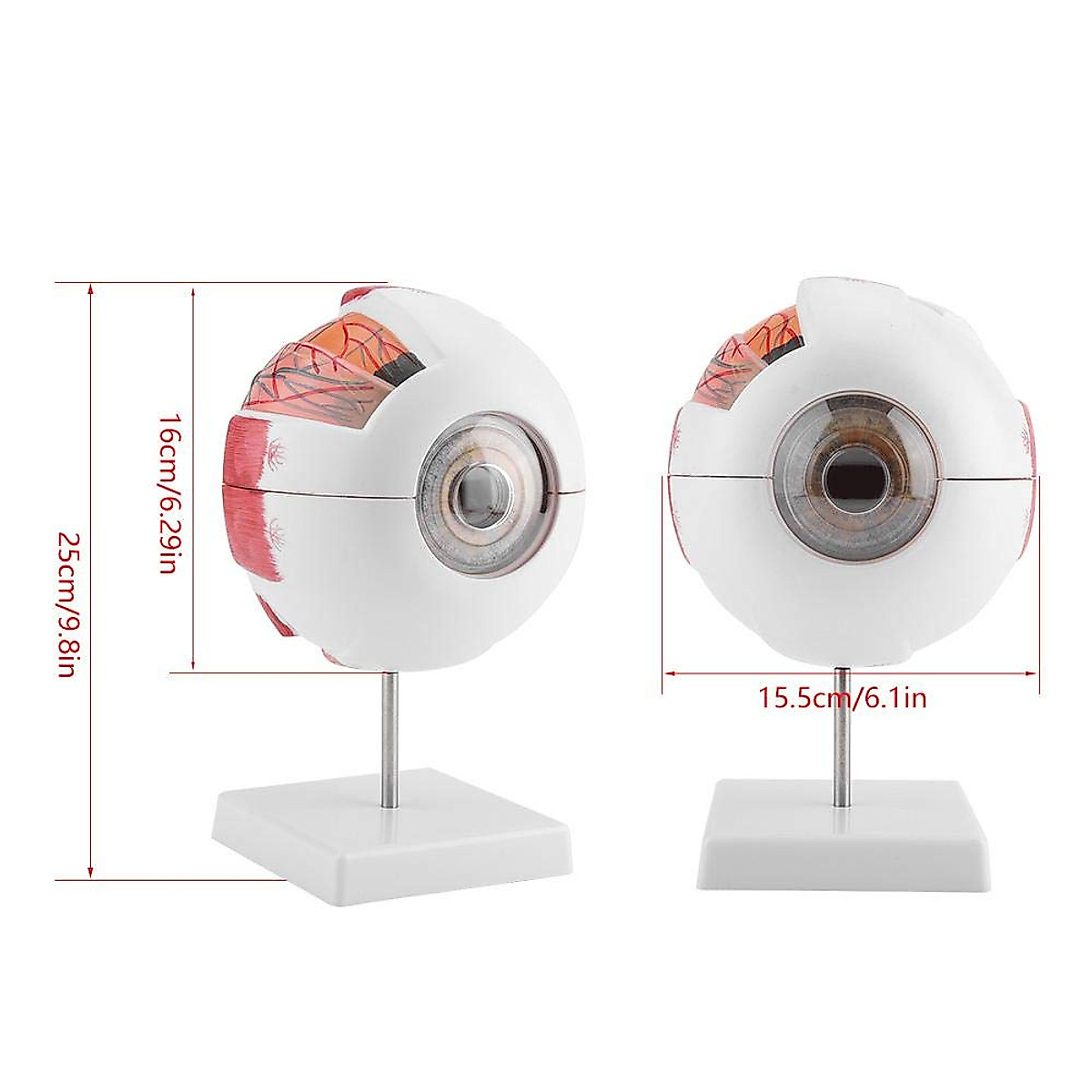 Hilitand 6X Magnification Human Eye Ball Anatomy Model, Anatomical Learning Display Tools